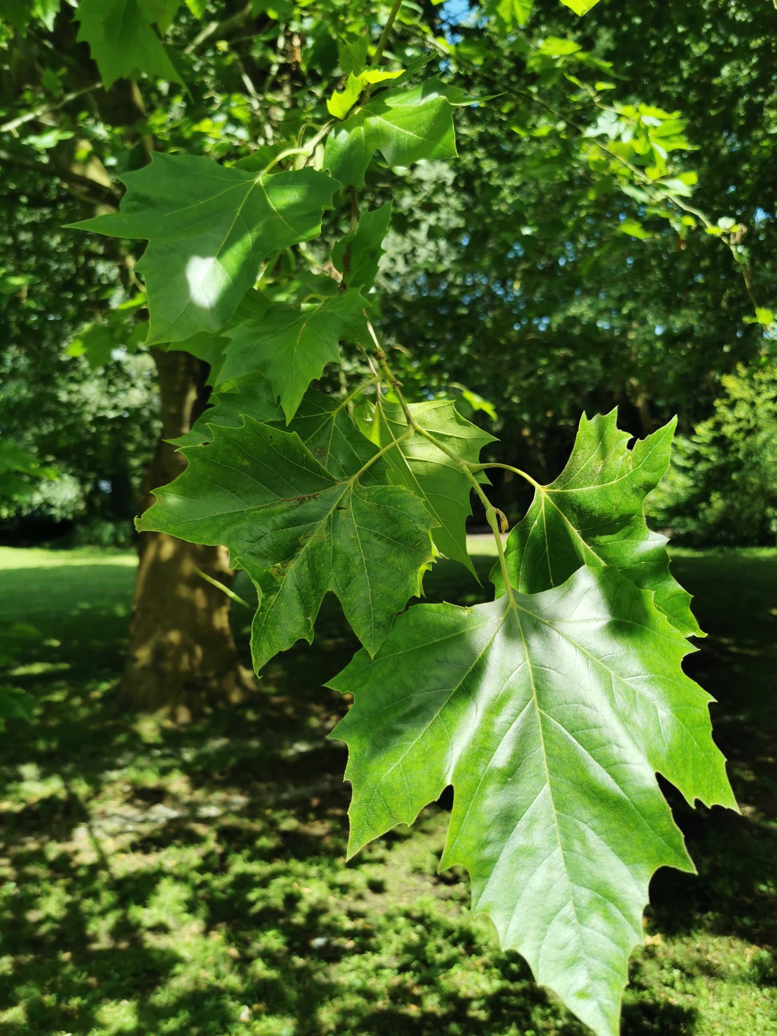 Le platane commun : l'arbre des grands boulevards - Ville d'Onnaing